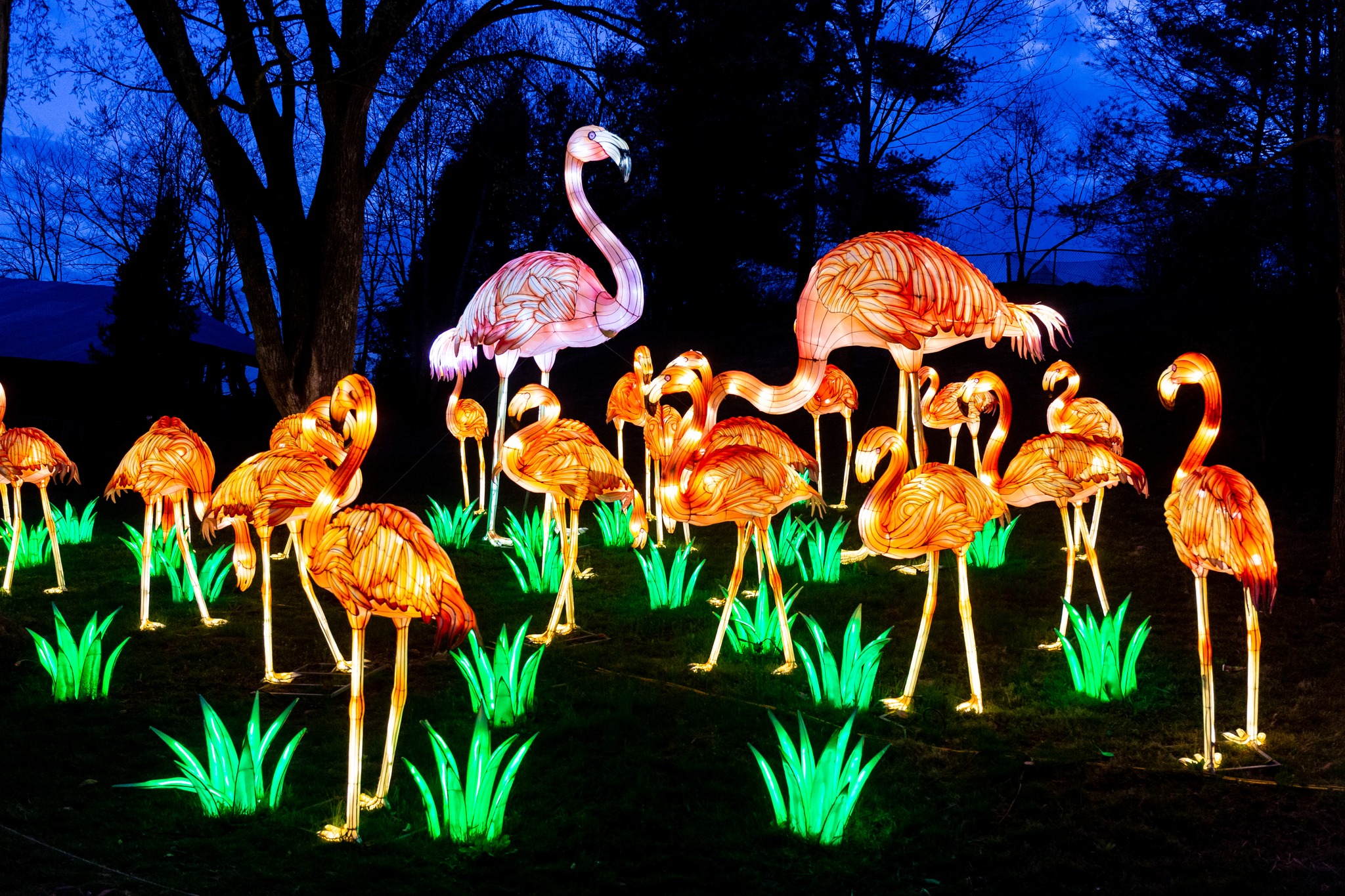 Animals of Light - China Light